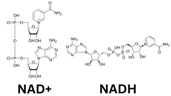 NADH 与 NAD+：有何区别以及为何重要 Gothink Biology